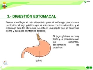 Aparato digestivo i | PPT