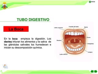 Aparato digestivo i | PPT