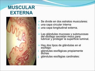 Aparato digestivo ii diapos | PPT