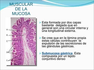Aparato digestivo ii diapos | PPT
