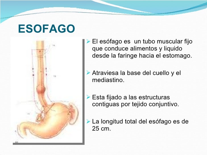 Aparato digestivo ii diapos