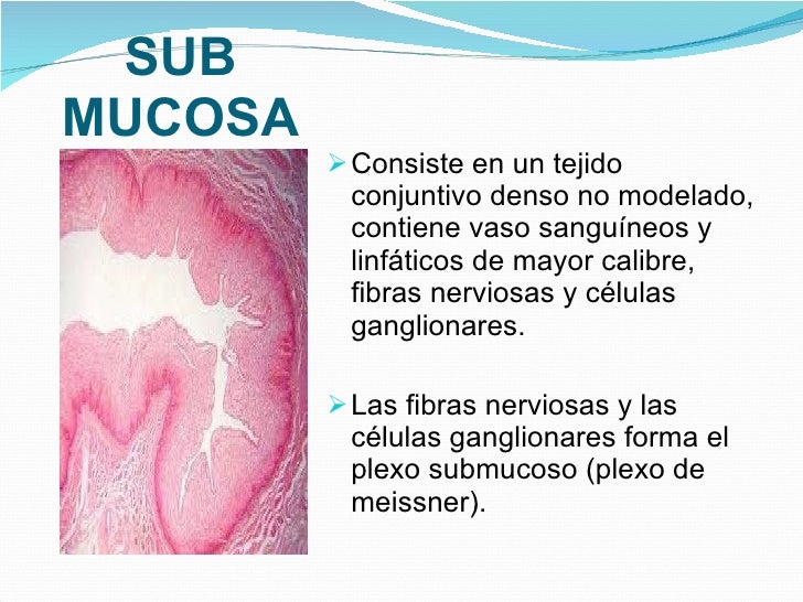 Aparato digestivo ii diapos