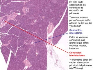 Aparato digestivo iii | PPS