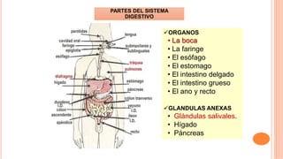 Aparato Digestivo funciones cavidad oral | PPTX