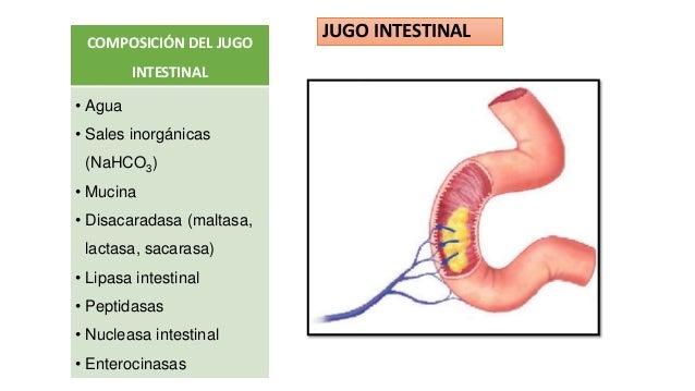 Aparato Digestivo funciones cavidad oral