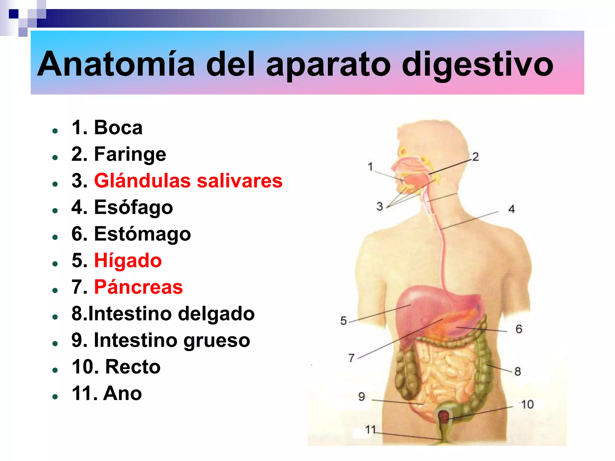 Aparato digestivo | PPT