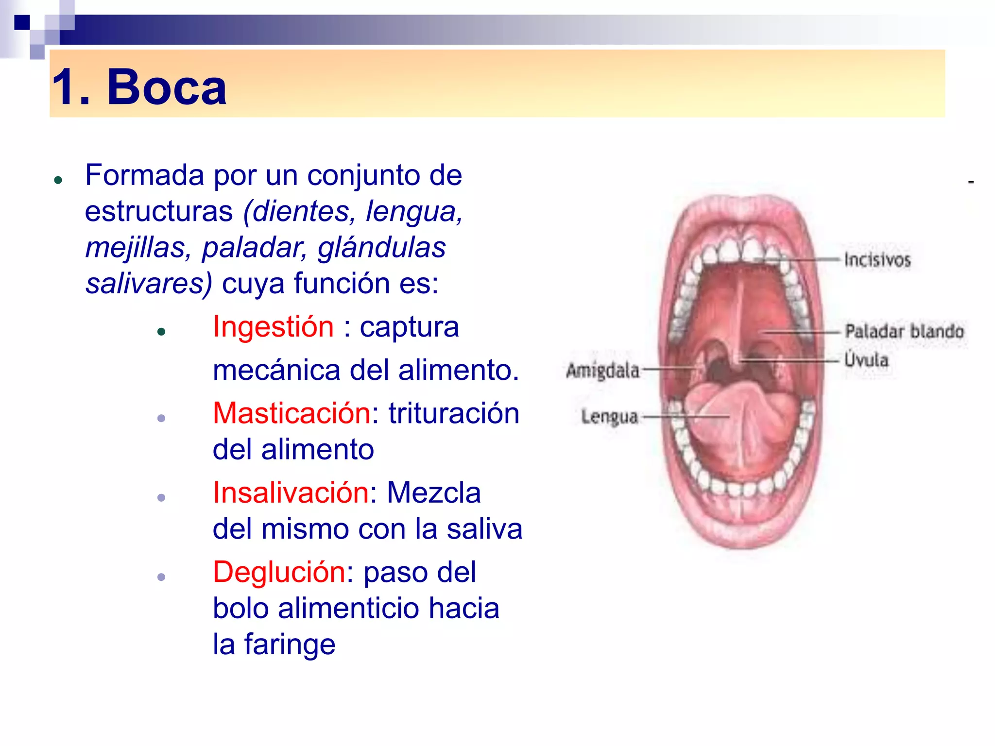Aparato digestivo | PPT
