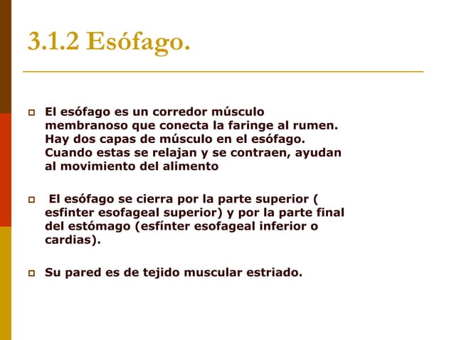 Aparato Digestivo Del Ganado Bovino Ppt De La Ppt Ppt