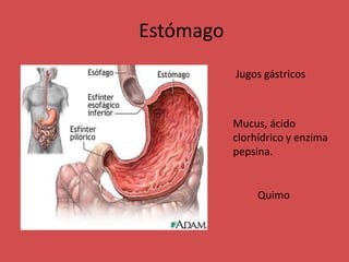 Aparato digestivo presentacion | PPTX