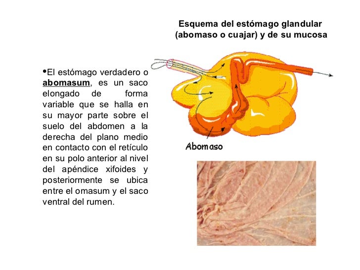 Aparato Digestivo Rumiantes[1]