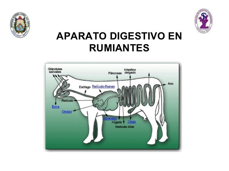 Aparato Digestivo Rumiantes[1]