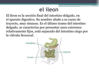 Aparato Digestivo Caracteristicas y funciones de cada una de sus partes ...