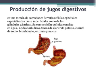 Aparato Digestivo Caracteristicas y funciones de cada una de sus partes ...