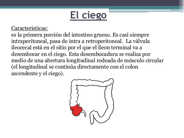 Sistema Digestivo : sistema digestivo