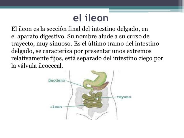 Sistema Digestivo : sistema digestivo
