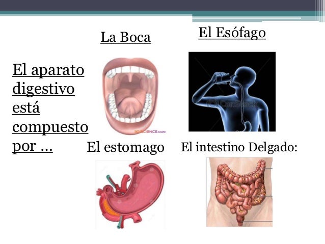 Sistema Digestivo : sistema digestivo