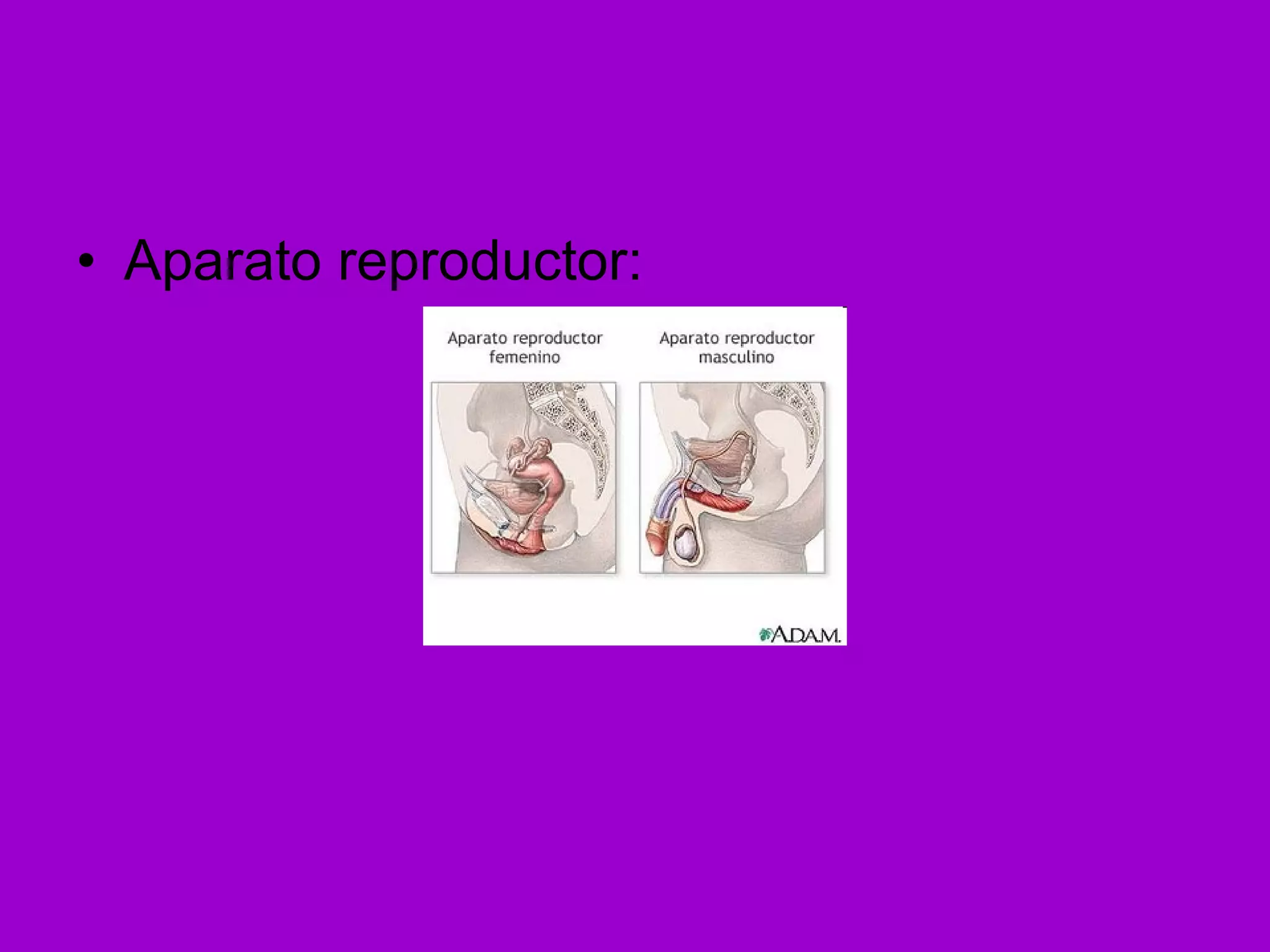Aparato digestivo y excretor | PPT