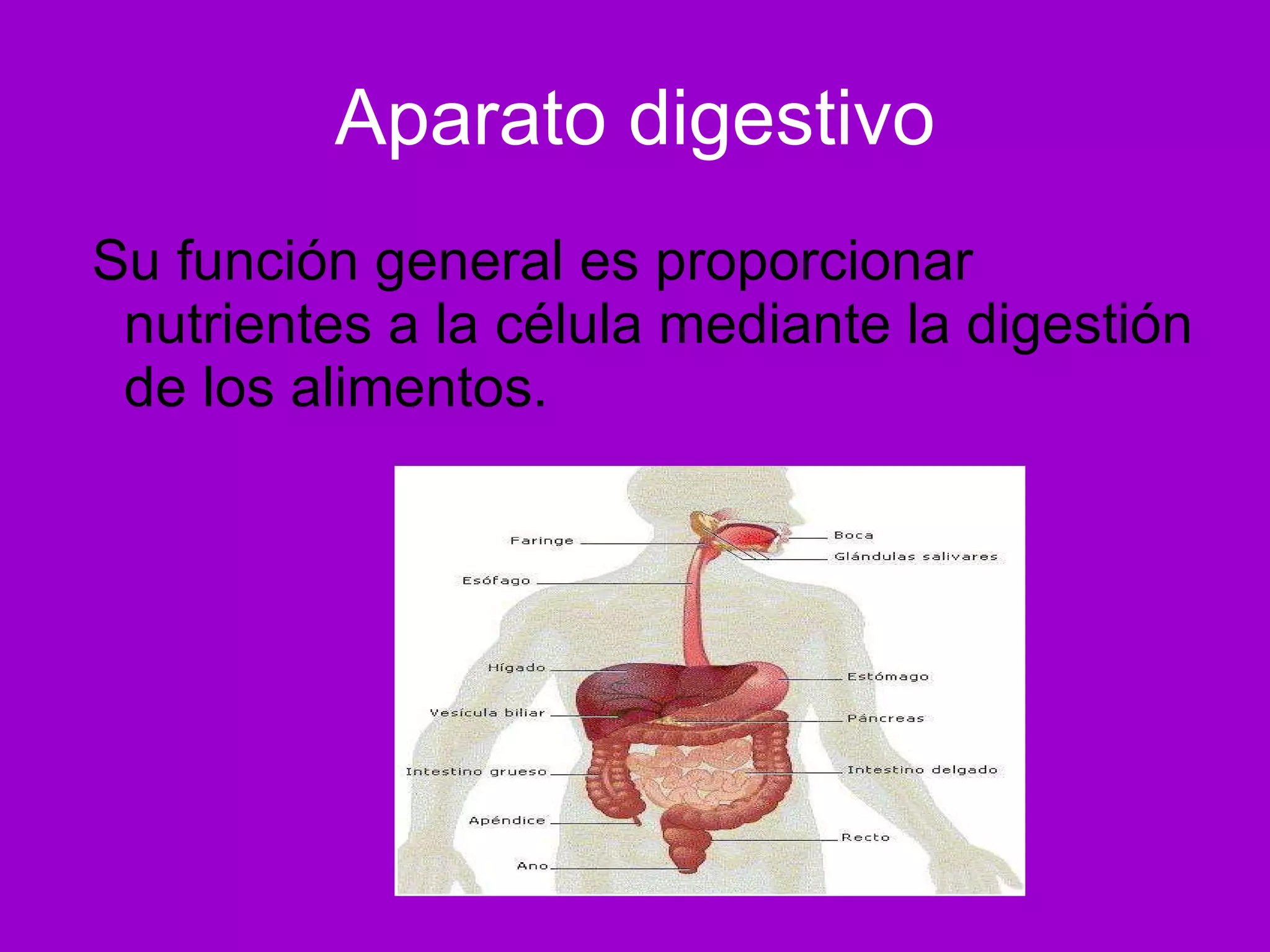 Aparato digestivo y excretor | PPT