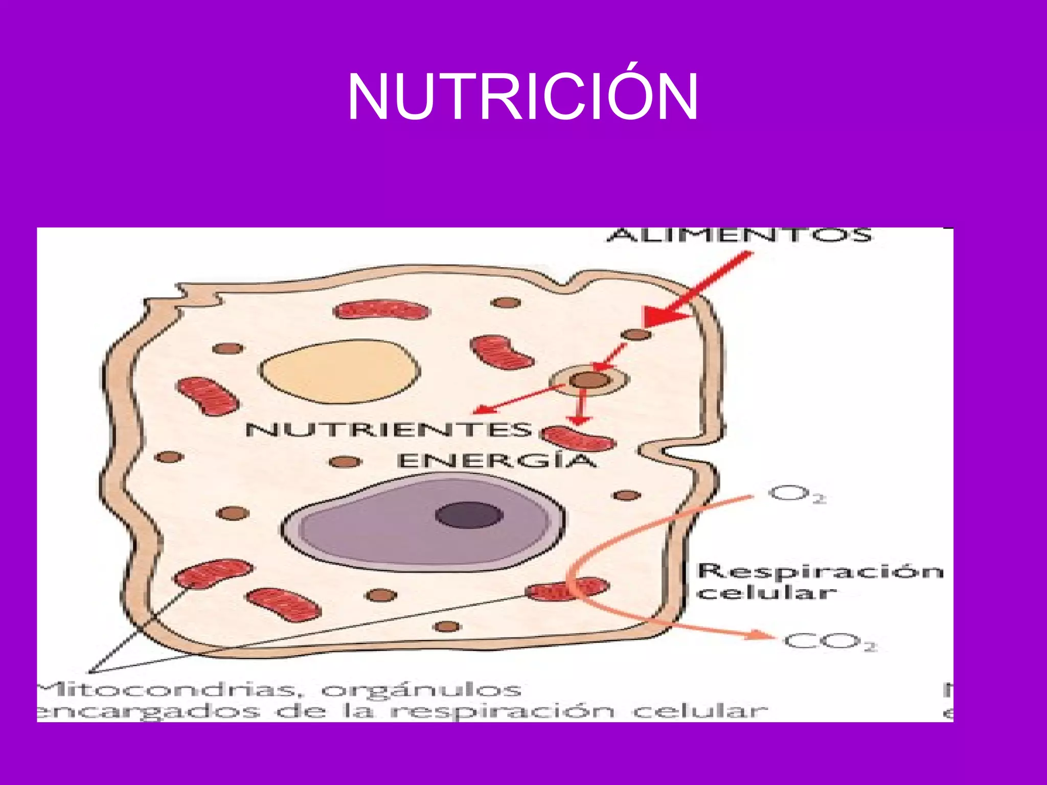 Aparato digestivo y excretor | PPT