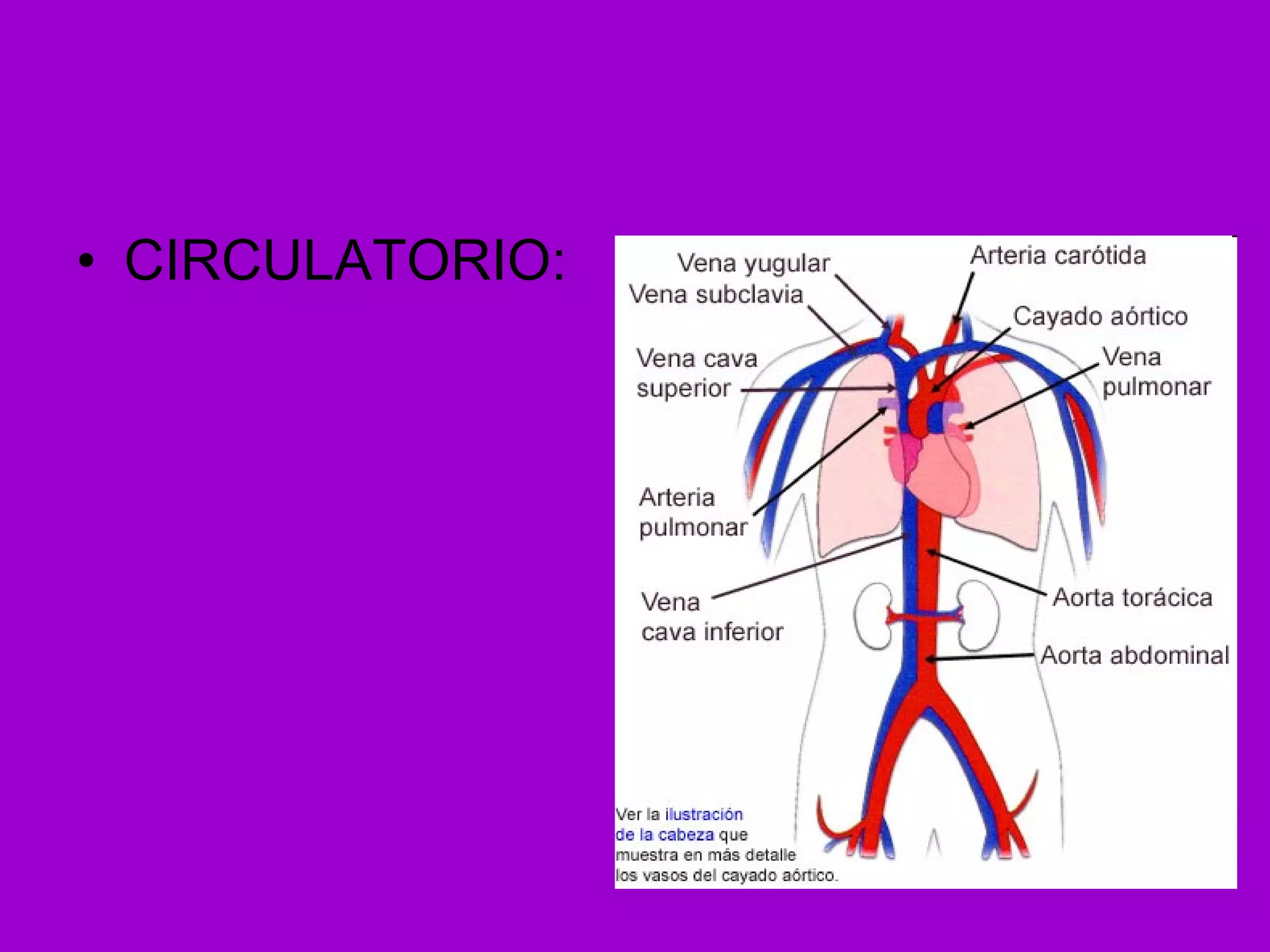 Aparato digestivo y excretor | PPT