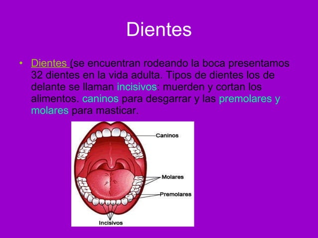 Aparato digestivo y excretor | PPT