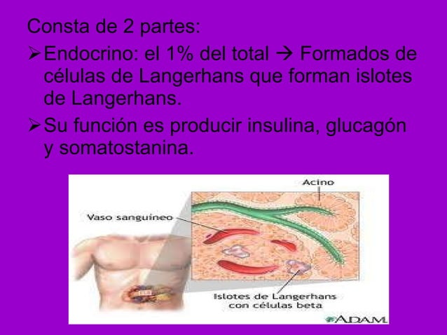 Aparato digestivo y excretor | PPT