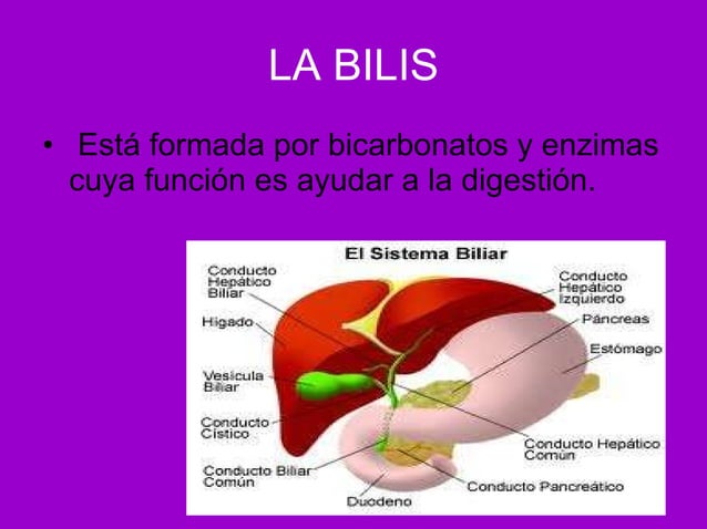 Aparato digestivo y excretor | PPT