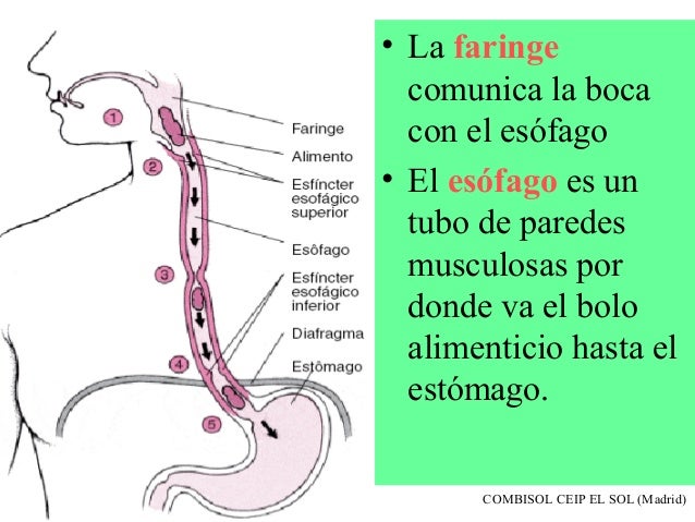 Aparato digestivo y función de nutrición