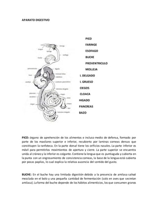 Aparato digestivo y reproductivo en gallinas | DOCX