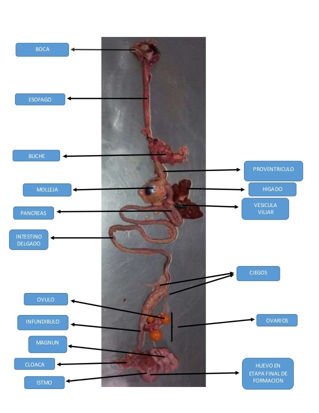 Aparato digestivo y reproductivo en gallinas