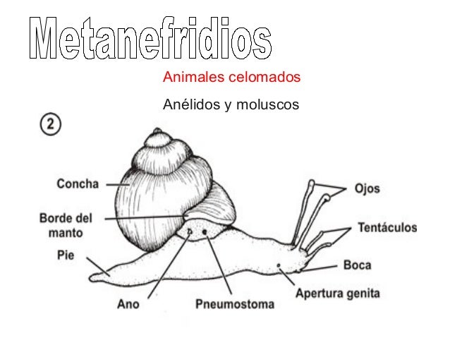 Sistema Excretor De Anelidos - slingo