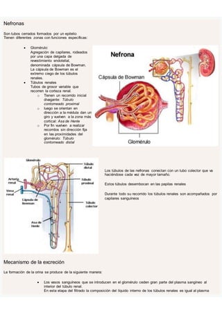 Aparato excretor | DOCX