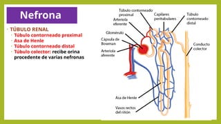 Aparato excretor SISTEMA URINARIO Y ANEXOS | PPTX