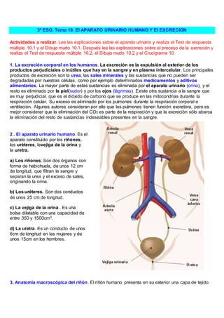 Pdf Online Worksheet: Aparato Excretor Live Worksheets, 59% OFF