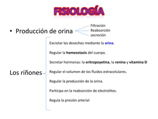 Aparato excretor | PPT