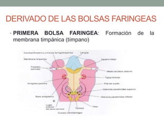 Aparato faringeo | PPTX