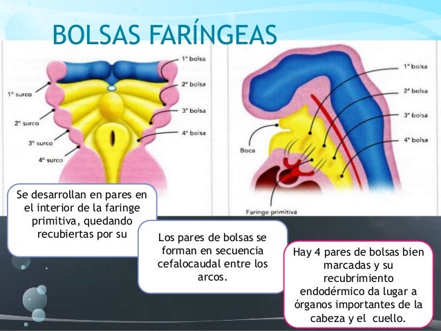 Aparato faringeo primera parte