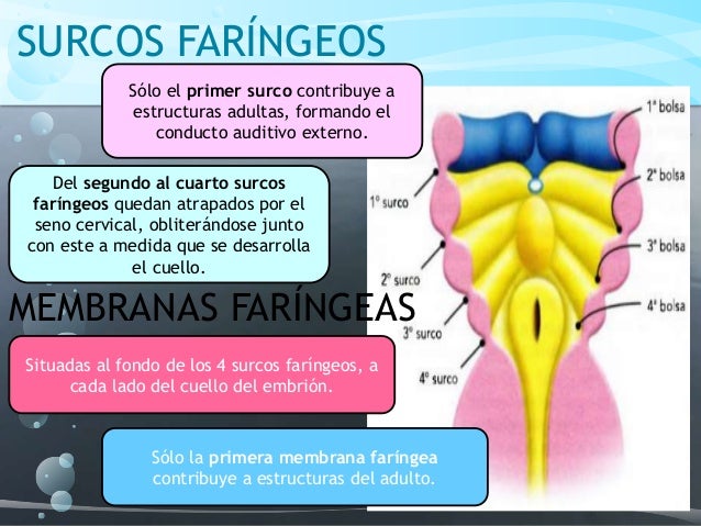 Aparato faringeo primera parte