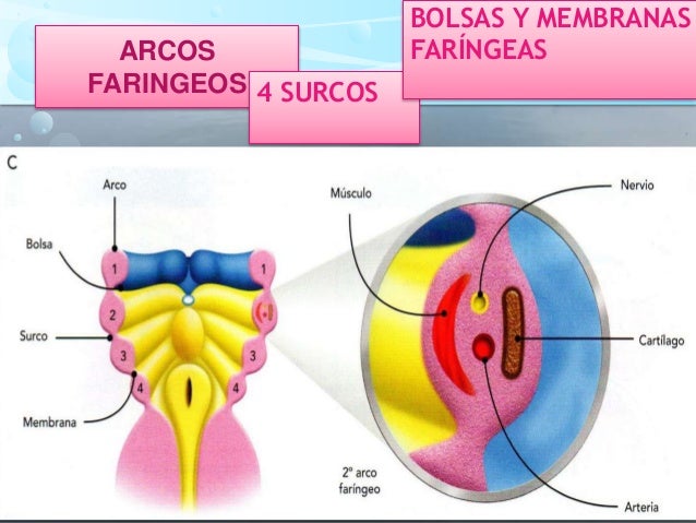 Aparato faringeo primera parte