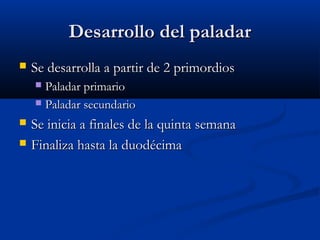 Aparato faríngeo (Desarrollo de las glándulas salivales. Desarrollo de ...