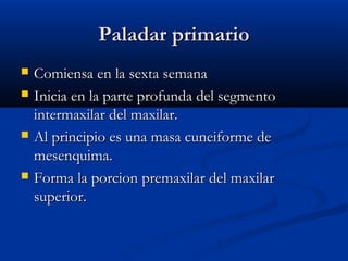 Aparato faríngeo (Desarrollo de las glándulas salivales. Desarrollo de ...