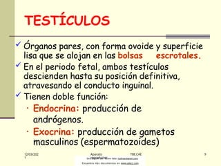 aNATOMIA DEL Aparato genital MASCULINO Y FEMENINO | PPTX