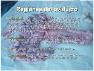 anatomia del Aparato genital de la hembra | PPT
