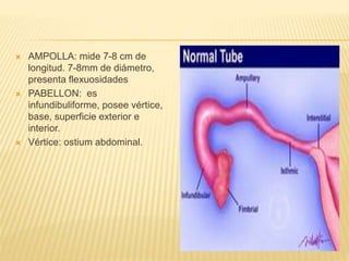 Aparato Reproductor Femenino | PPTX