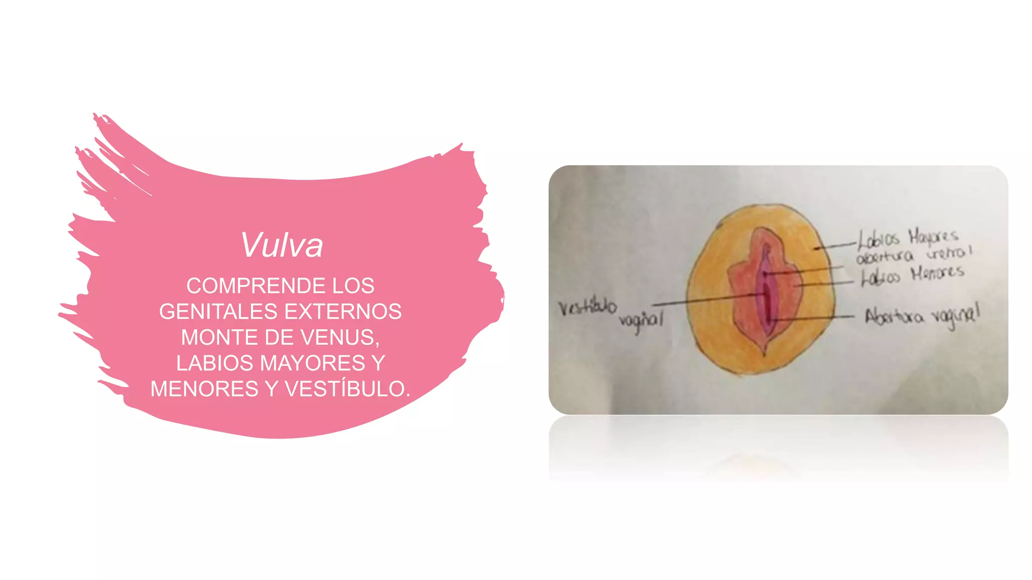 Aparato Genital Femenino Ppt