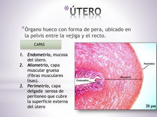 HISTOLOGIA aparato genital femenino.pptx