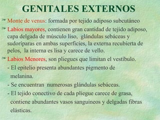 --aparato genital femenino utero vagina y cuello uterino.PPT