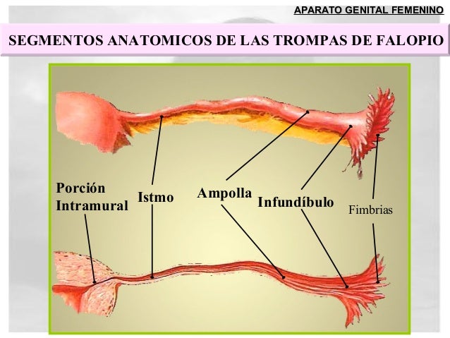 Aparato genital femenino