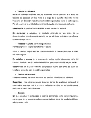 APARATO GENITAL (veterinaria) .docx