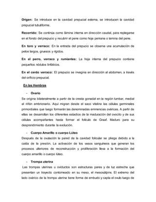 APARATO GENITAL (veterinaria) .docx